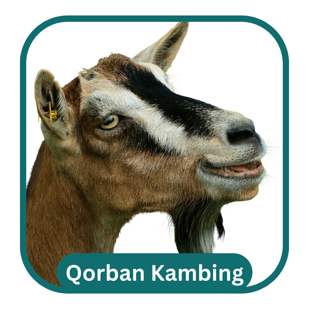 Ibadah Qorban - Al-Mukminin Travel & Tours Sdn Bhd