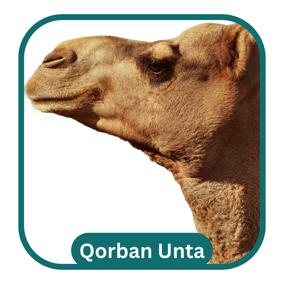 Ibadah Qorban - Al-Mukminin Travel & Tours Sdn Bhd